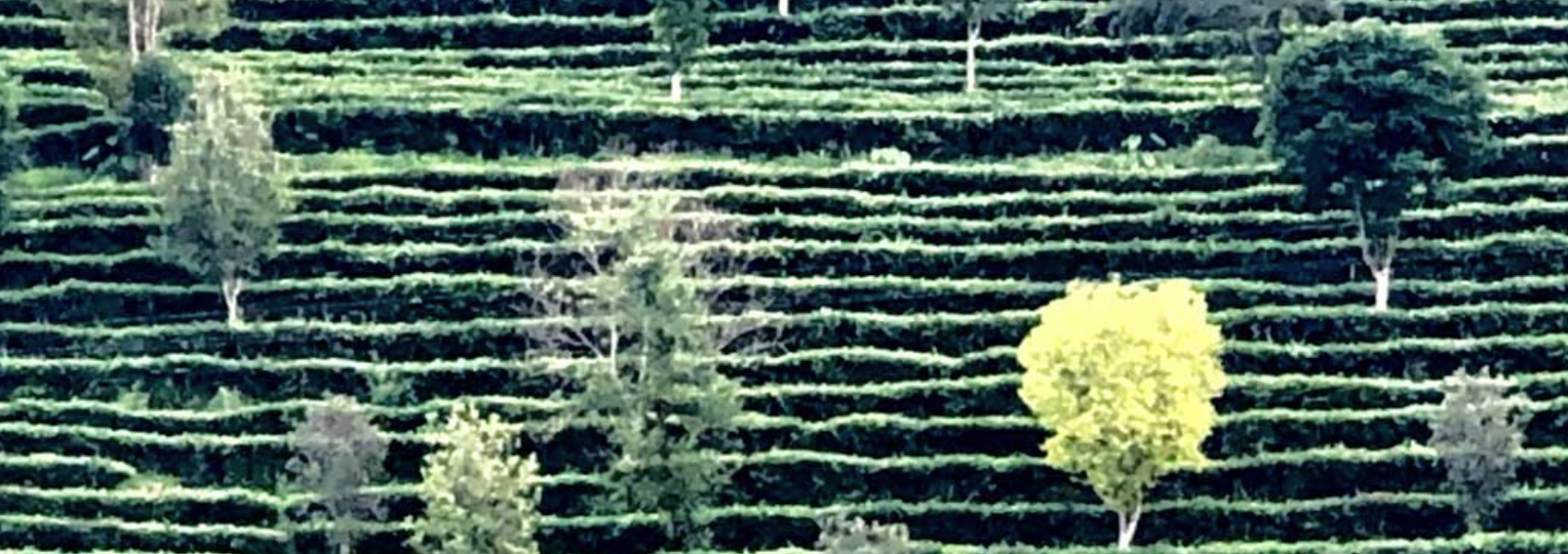 How Tea Transformed China’s Countryside – China Channel
